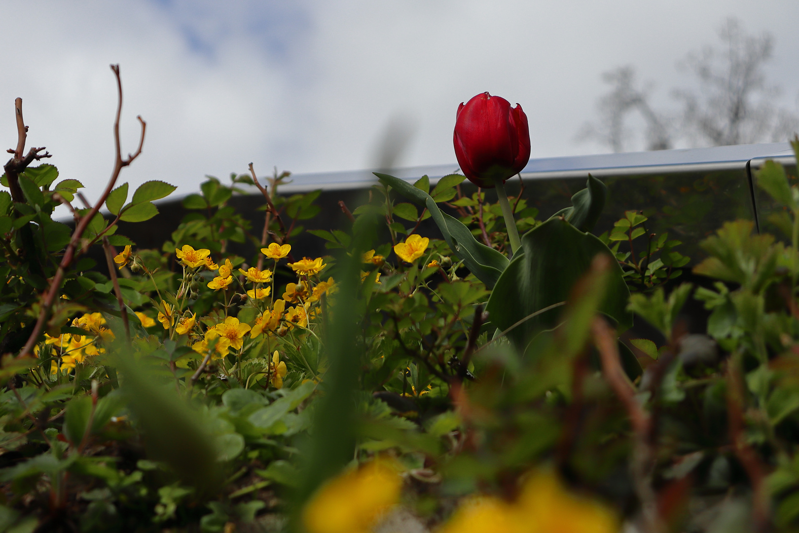 Eine Tulpe Foto & Bild | pflanzen, pilze & flechten, blüten- & kleinpflanzen, gartenpflanzen und ...