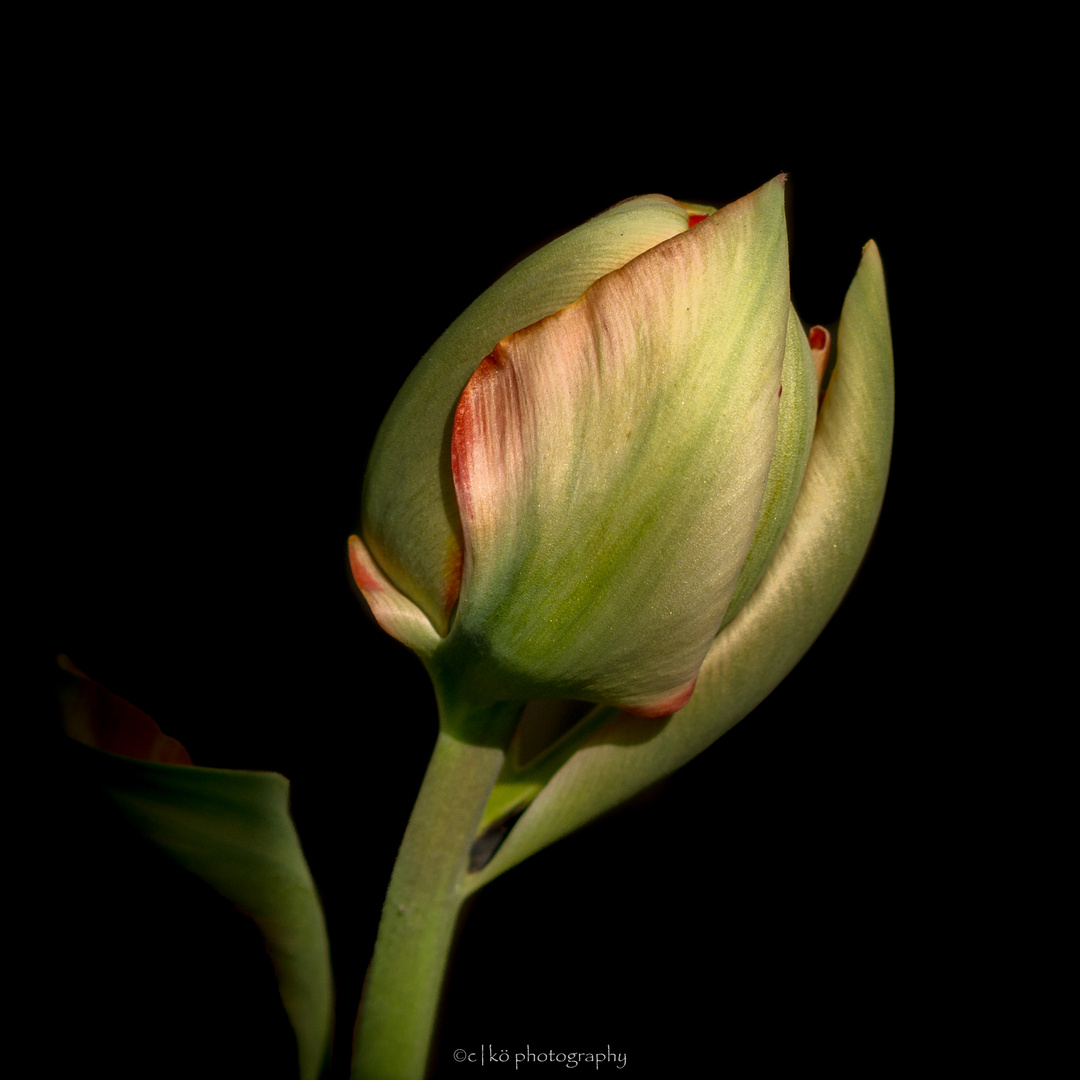 eine Tulpe Foto & Bild | pflanzen, pilze & flechten, blüten ...