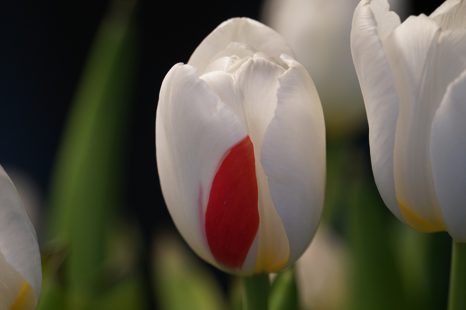 eine Tulpe macht noch keinen Frühling Foto & Bild | landschaft, jahreszeiten, garten ...