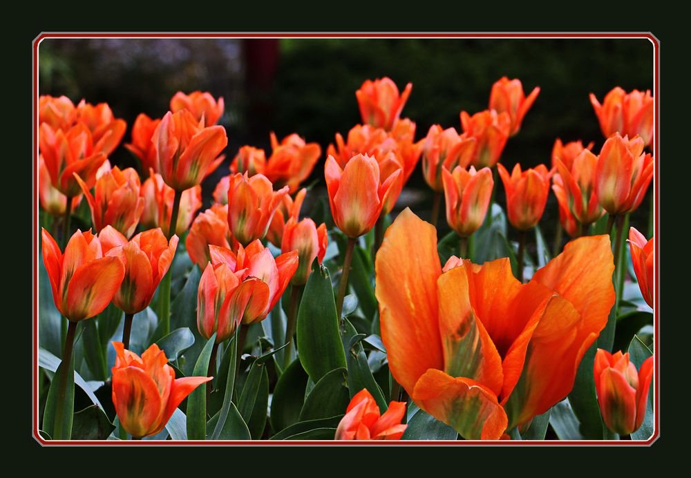 eine unter Vielen Foto & Bild | tulpen, natur, blumen Bilder auf fotocommunity