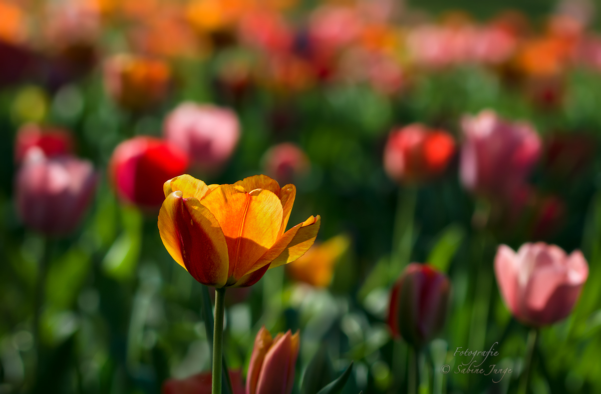 Eine von vielen Foto & Bild | nikon, spezial, tulpen Bilder auf fotocommunity