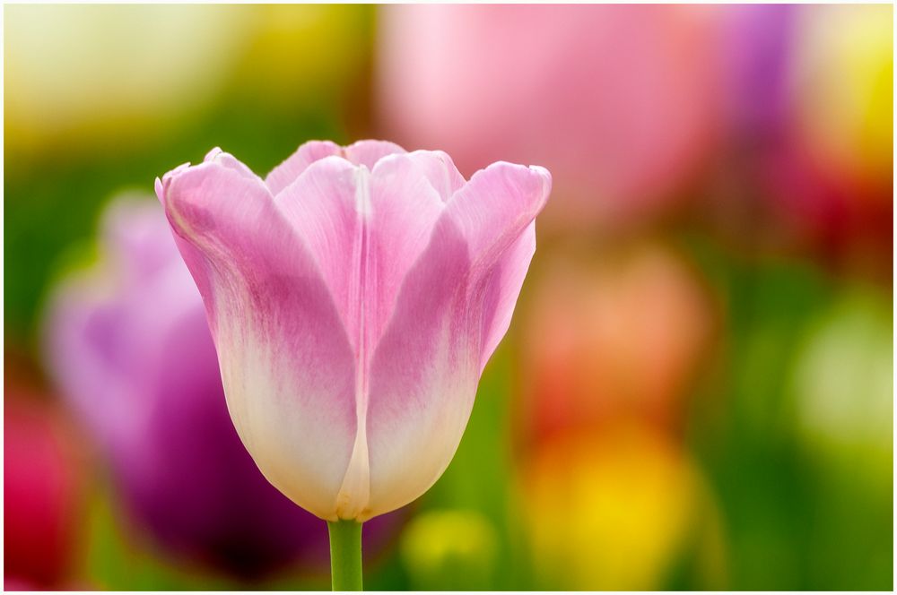 Eine von vielen Foto & Bild | flower, tulpen, frühling Bilder auf fotocommunity