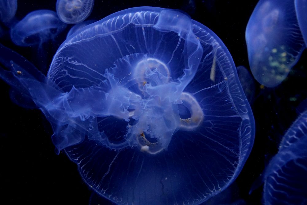 eine von vielen Quallen Foto & Bild | tiere, zoo, wildpark & falknerei ...
