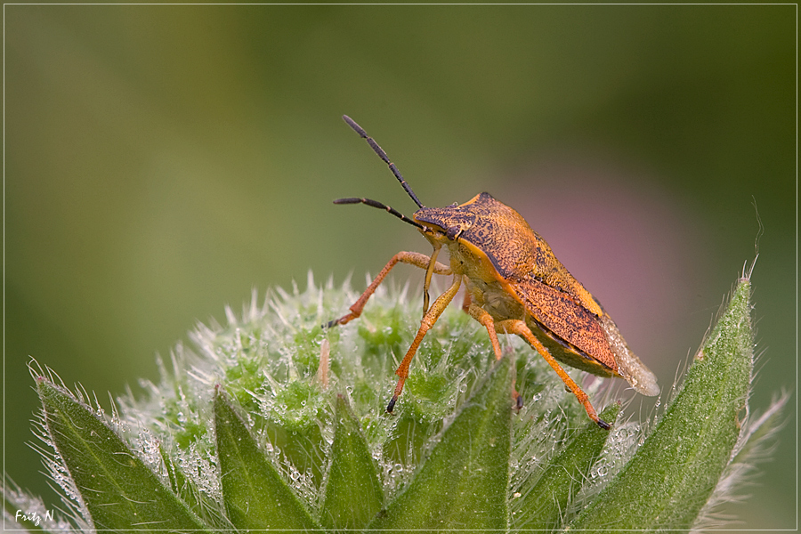 eine von vielen Wanzen Foto & Bild | tiere, wildlife, insekten Bilder ...