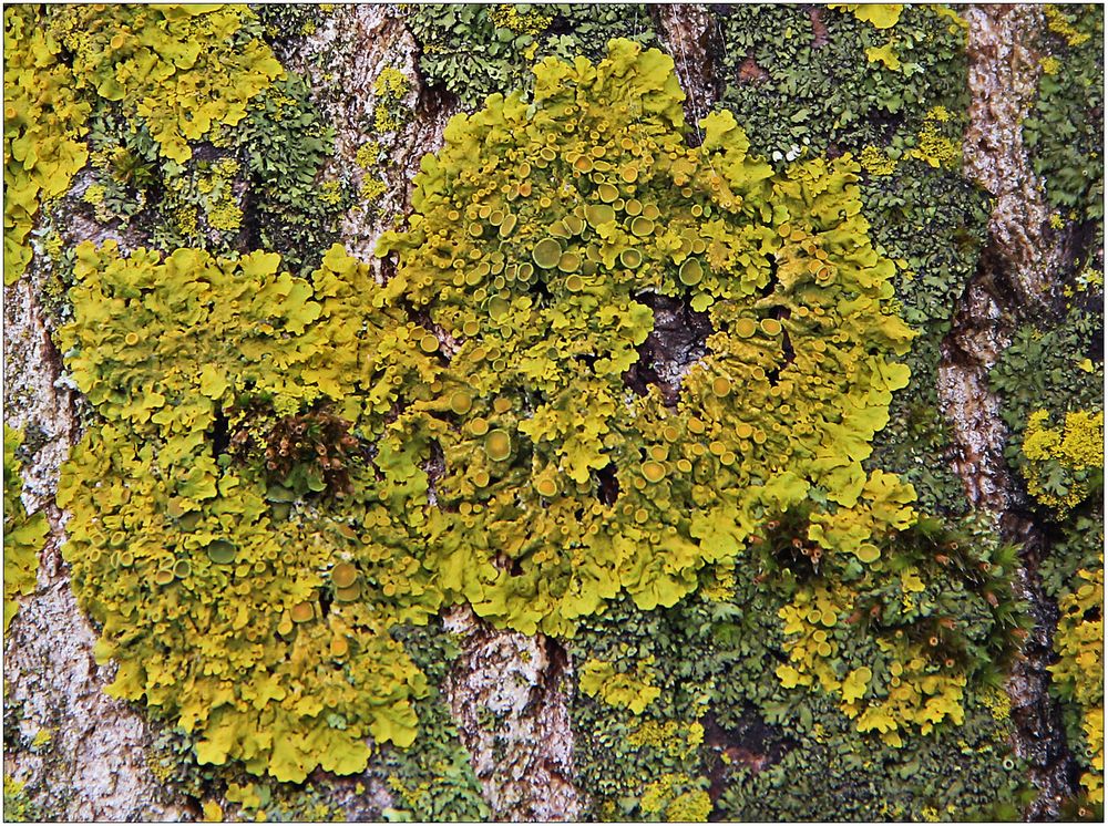 Eine Wand-Gelbflechte Foto & Bild | pflanzen, pilze & flechten, pilze & flechten, flechten ...