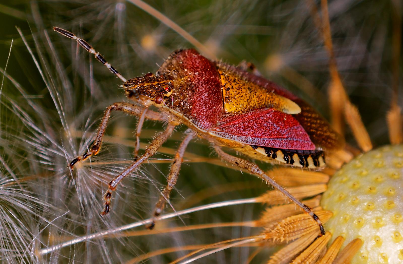 Eine Wanze Foto & Bild | tiere, wildlife, insekten Bilder auf fotocommunity