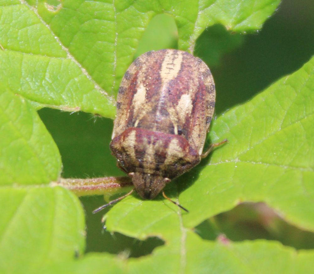 Eine Wanze Foto & Bild | natur, insekten, tiere Bilder auf fotocommunity