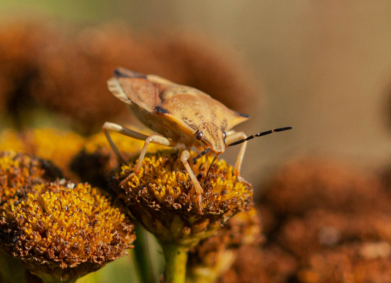 Eine Wanze Foto & Bild | tiere, wildlife, insekten Bilder auf fotocommunity