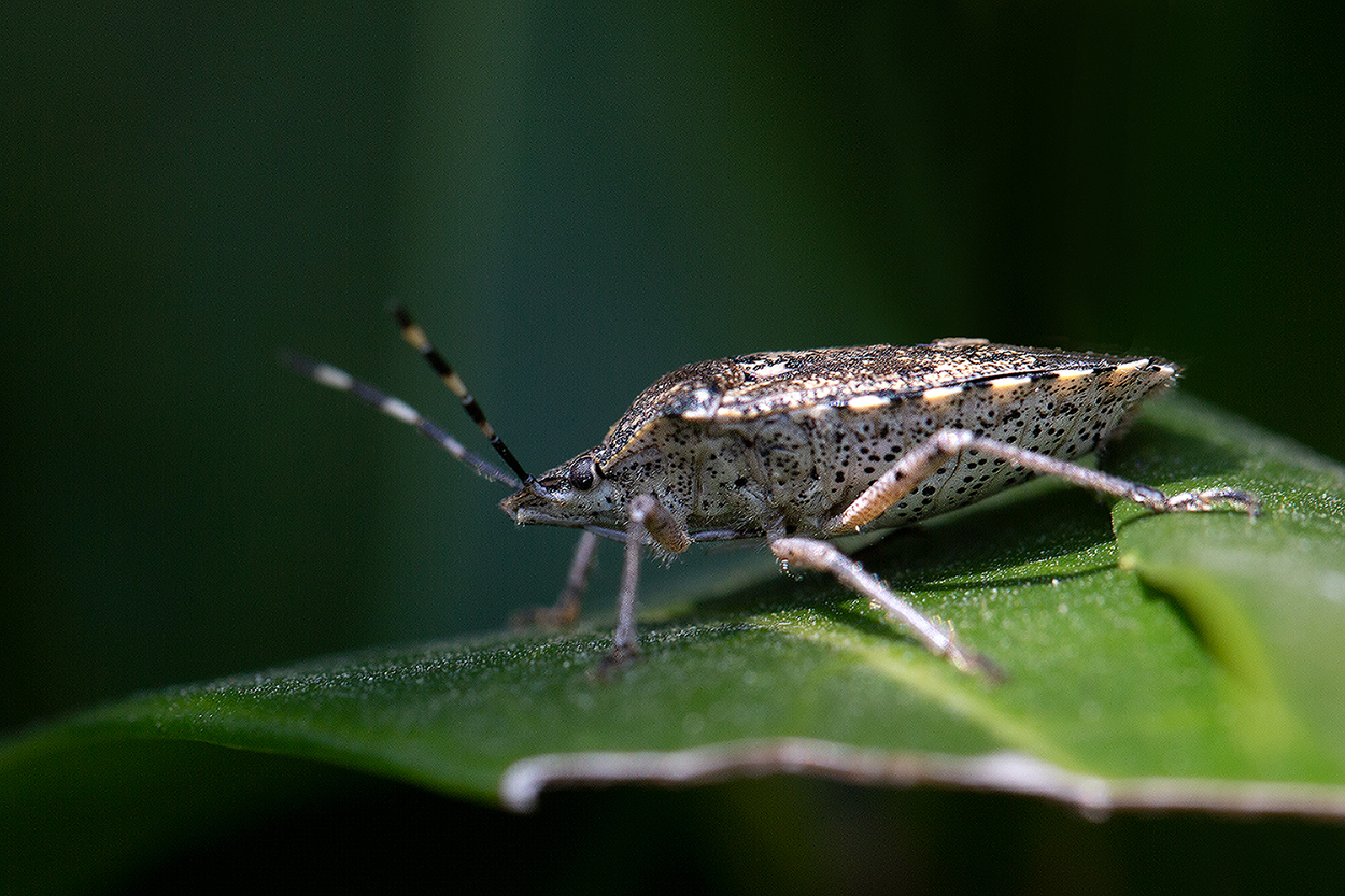 Eine Wanze Foto & Bild | tiere, wildlife, insekten Bilder auf fotocommunity