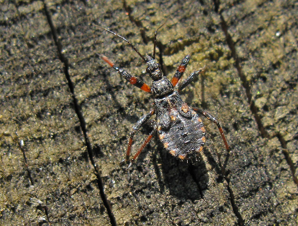 Eine Wanze ist es... Foto & Bild | tiere, wildlife, insekten Bilder auf ...