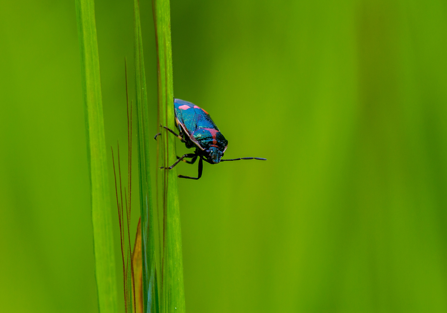 eine Wanze, Teil 2 Foto & Bild | tiere, wildlife, insekten Bilder auf ...