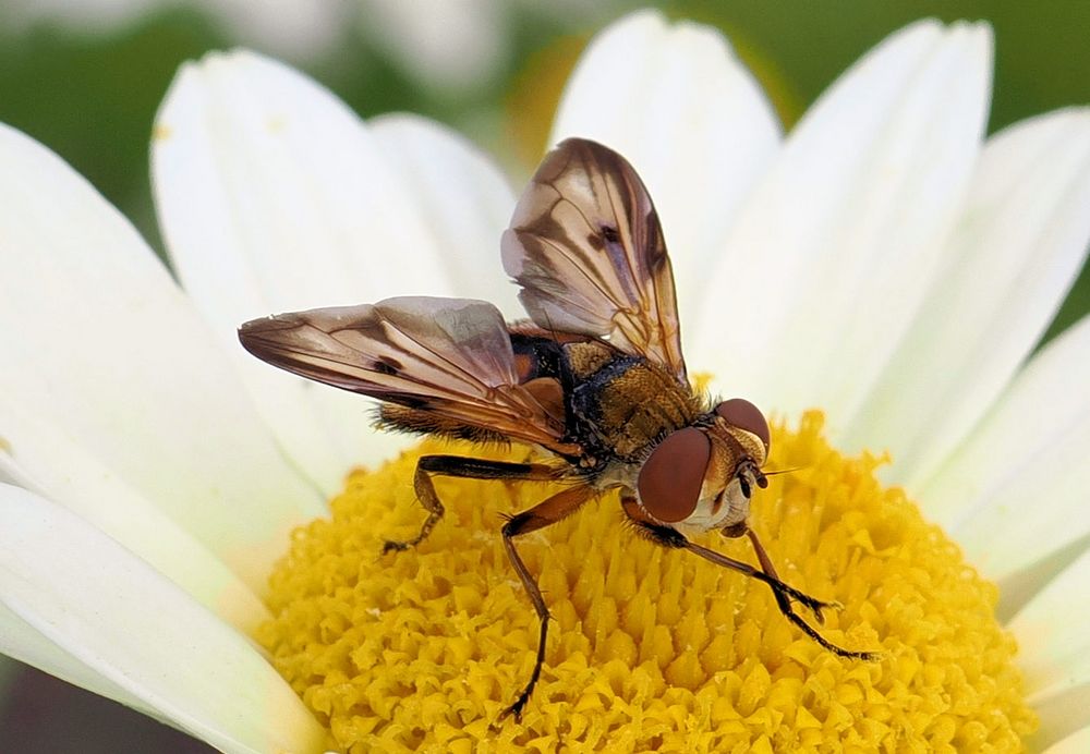 Eine Wanzenfliege … Foto & Bild | fotos, natur, fliegen Bilder auf ...