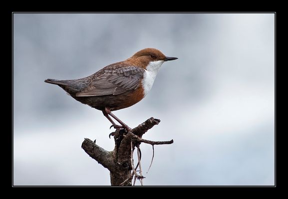 Richard Pfister - Fotos & Bilder - Fotograf aus Rorbas, Schweiz ...