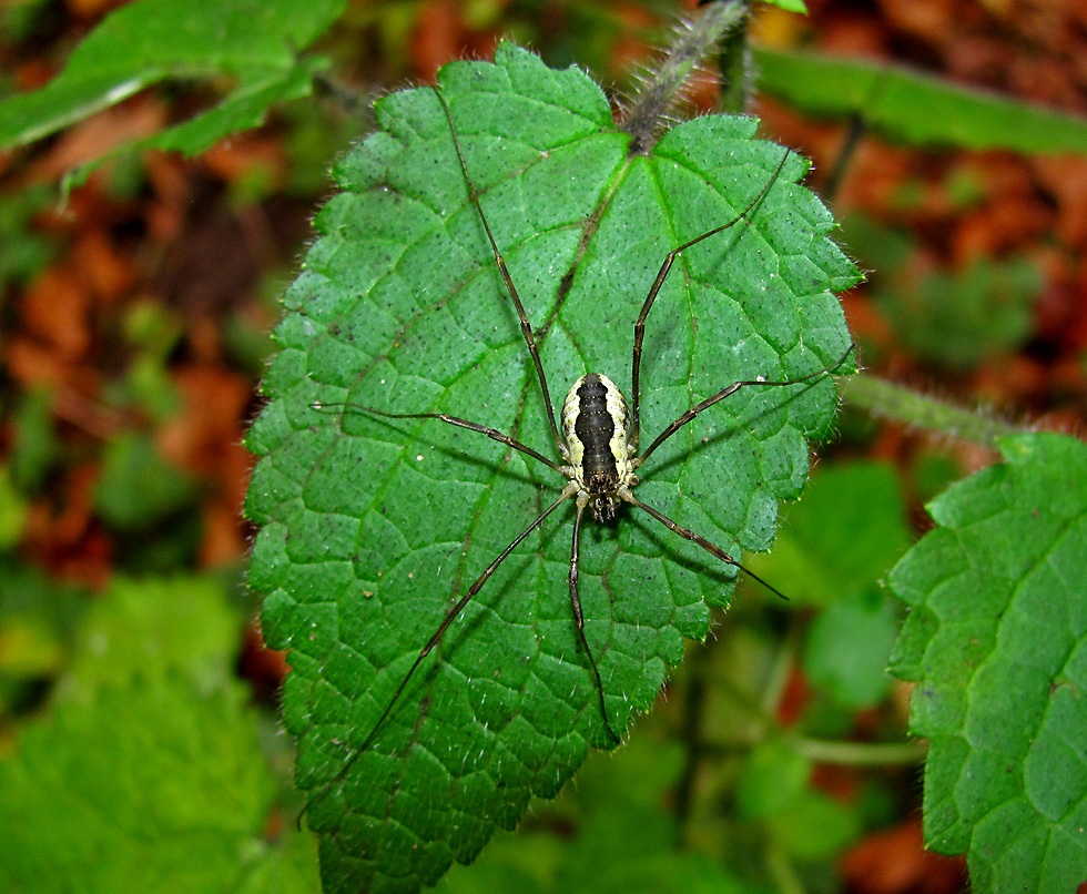 Eine Weberknecht-Art Foto & Bild | tiere, wildlife, spinnen Bilder auf ...