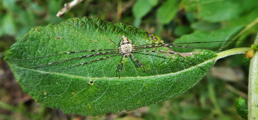 eine Weberknecht Art Foto & Bild | natur, tiere, wildlife Bilder auf ...