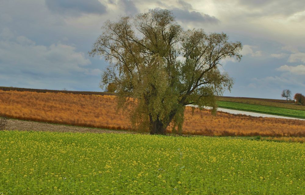 Eine Weide...... Foto & Bild | bäume, orange, braun Bilder auf ...