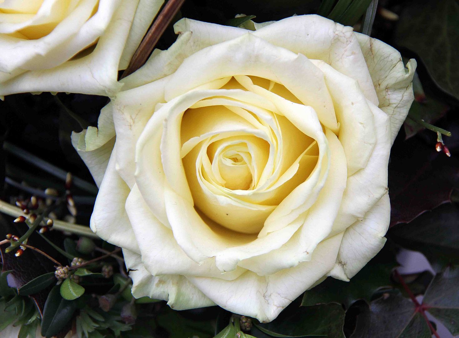 Eine weiße Rose Foto & Bild | pflanzen, pilze & flechten, blüten ...