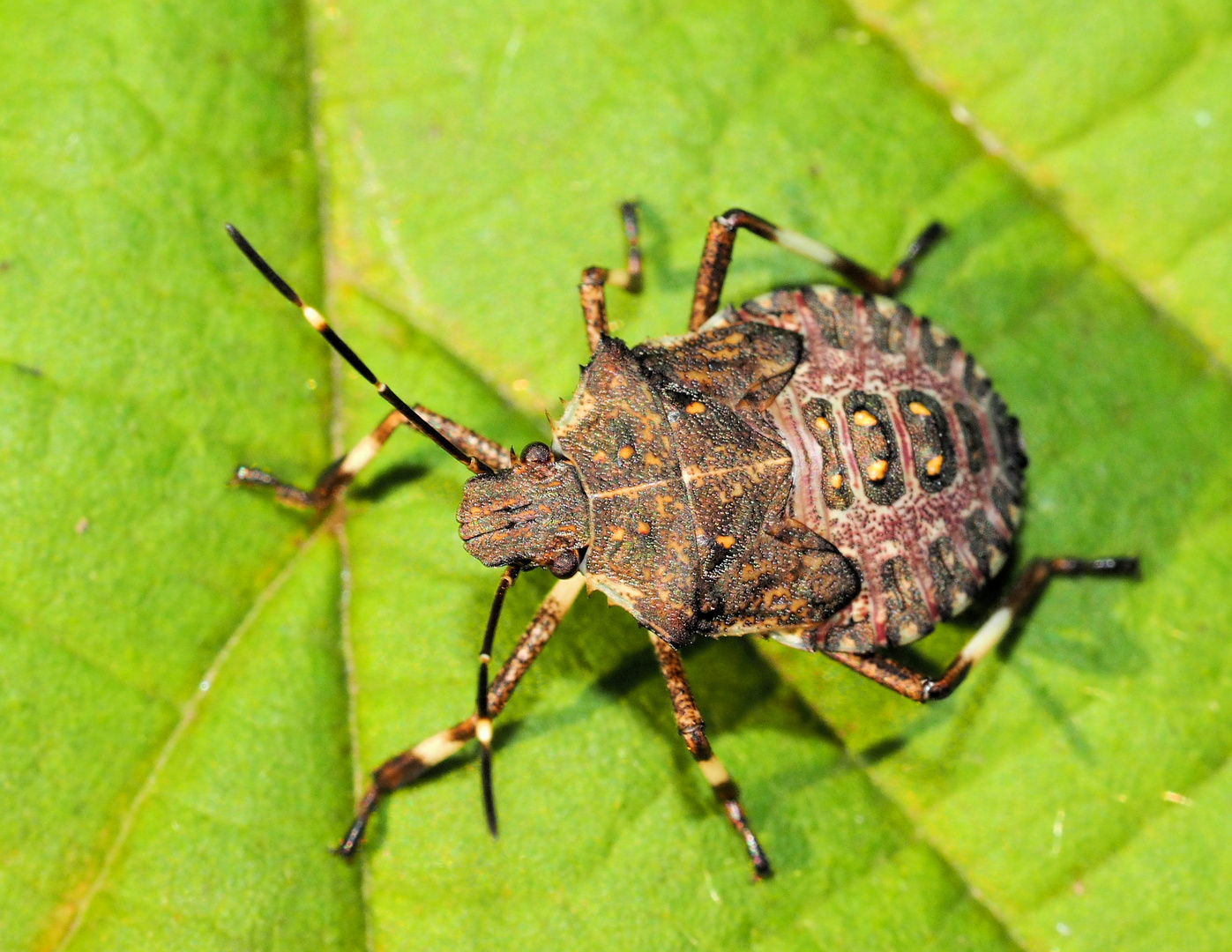 Eine weitere Wanze …. Foto & Bild | fotos, makro, natur Bilder auf ...