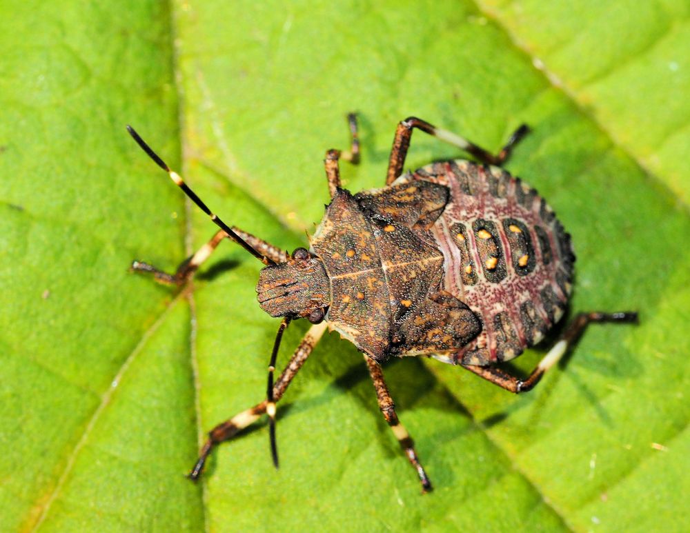 Eine weitere Wanze …. Foto & Bild | fotos, makro, natur Bilder auf fotocommunity