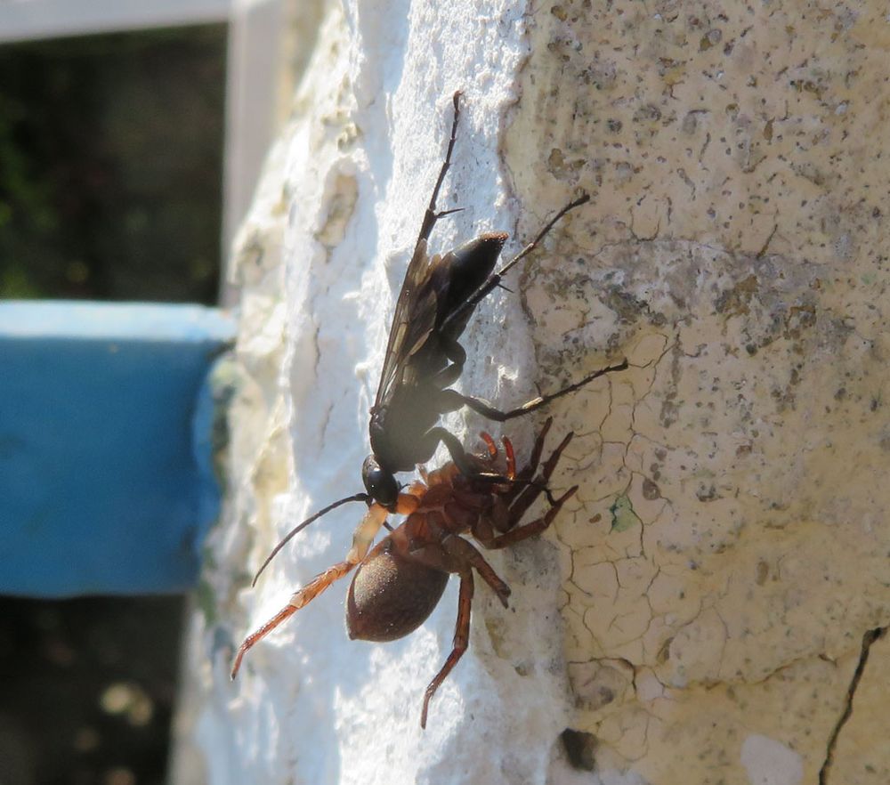 Eine Wespe Foto & Bild | insekten, natur, tiere Bilder auf fotocommunity