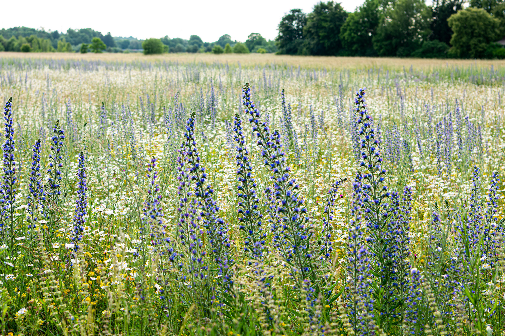 Eine Wiese Foto & Bild | pflanzen, pilze & flechten, landschaft ...