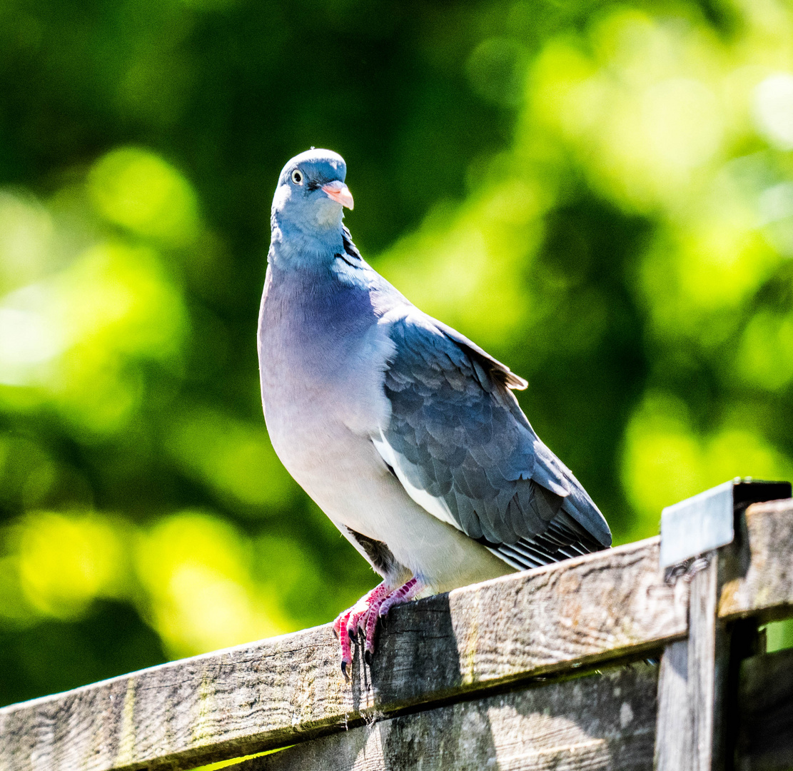 eine wildtaube Foto & Bild | tiere, wildlife, wild lebende vögel Bilder ...