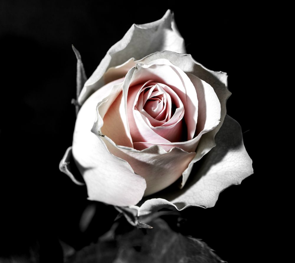 Eine zarte Rose Foto & Bild | kunstfotografie & kultur, pflanzen, blüte ...