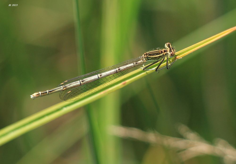 Eine zartes Wesen Foto & Bild | tiere, wildlife, libellen Bilder auf ...