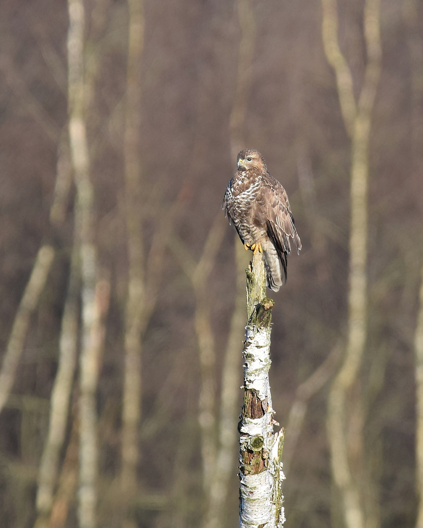 Einen Blick über das Moor... Foto & Bild | tiere, wildlife, wild ...