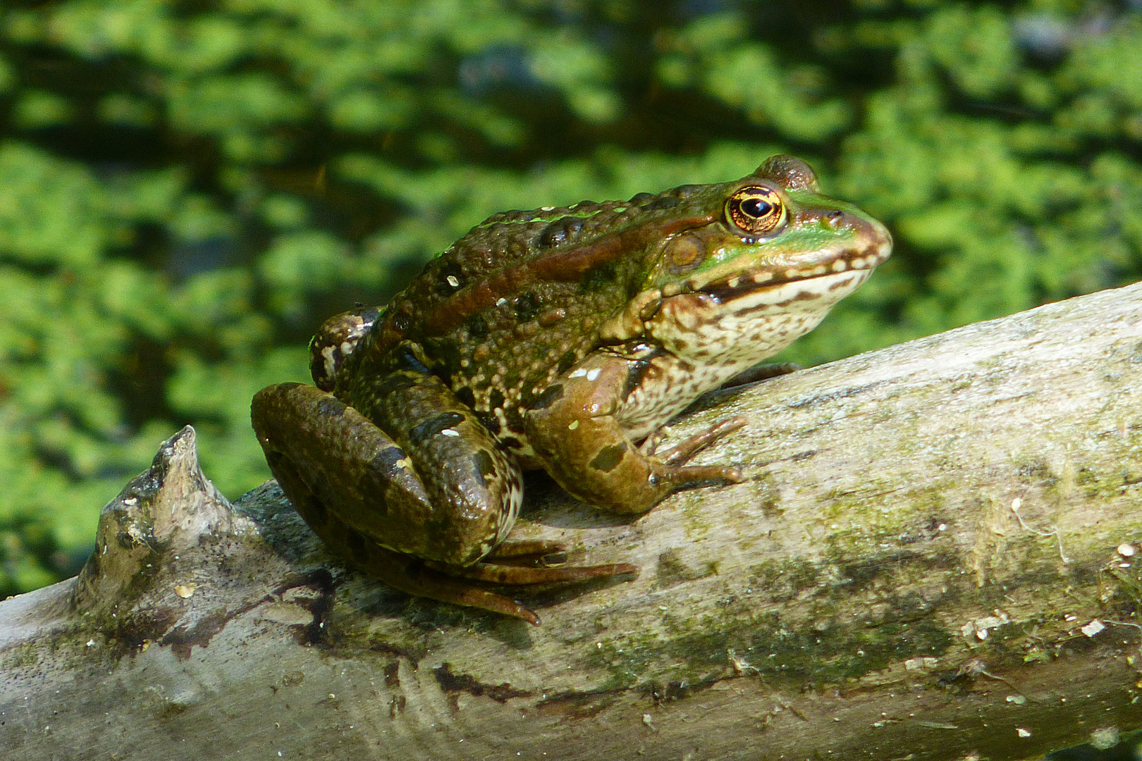 einen Frosch Foto & Bild | tiere, wildlife, amphibien & reptilien ...