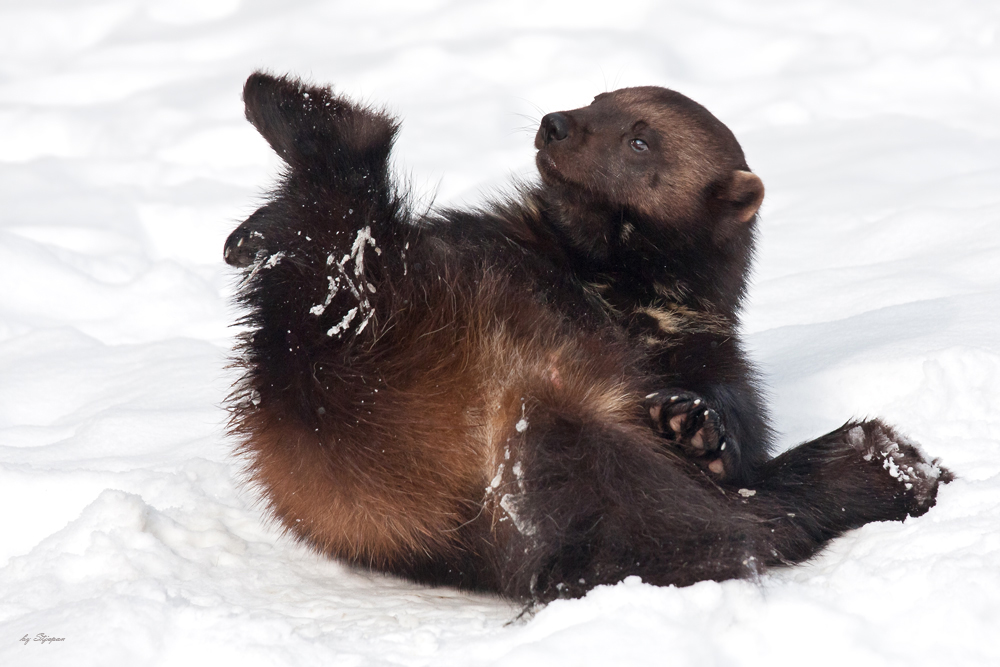Einen guten Rutsch.... Foto & Bild | tiere, zoo, wildpark & falknerei ...