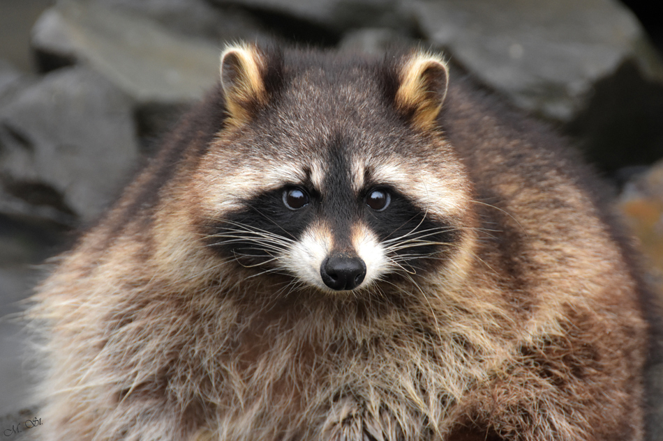 Einen Hasen.. Foto & Bild | tiere, tierdetails, tierisches Bilder auf ...