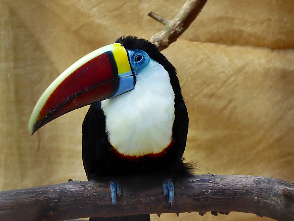 Einen mächtigen Schnabel . . . . Foto & Bild | tiere, zoo, wildpark ...