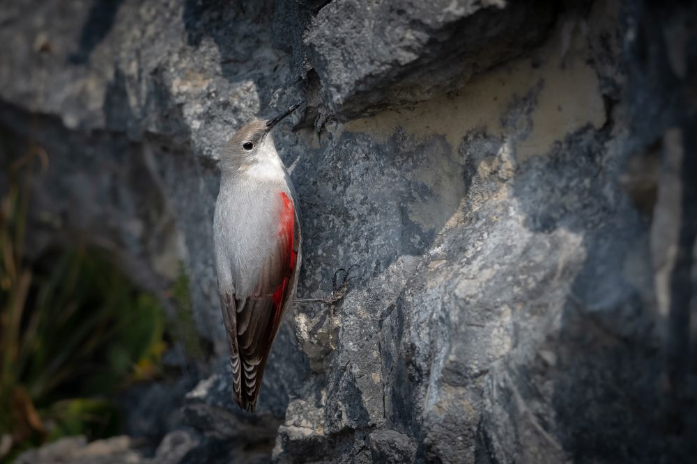 Einen scheuen Blick ... Foto & Bild | tiere, wildlife, wild lebende ...