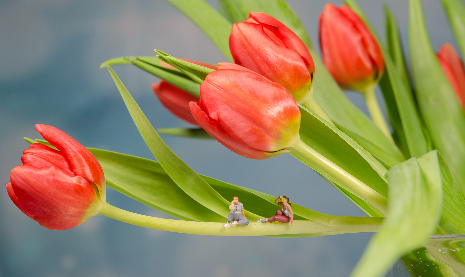 Einen Strauß Tulpen... Foto & Bild | spezial, tulpen, stillleben Bilder auf fotocommunity