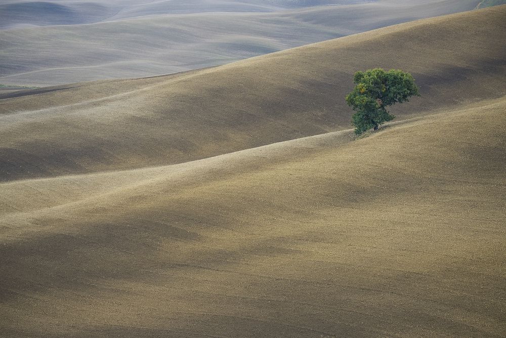 einer allein Foto & Bild | italy, world, baum Bilder auf fotocommunity