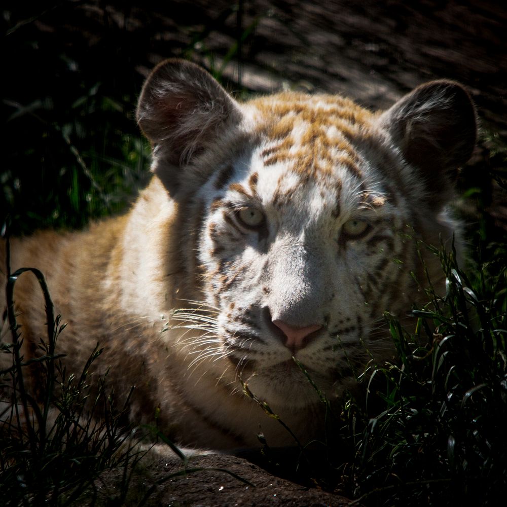 Einer der Tiger im Zoo von Amneville / Frankreich Foto & Bild | natur ...