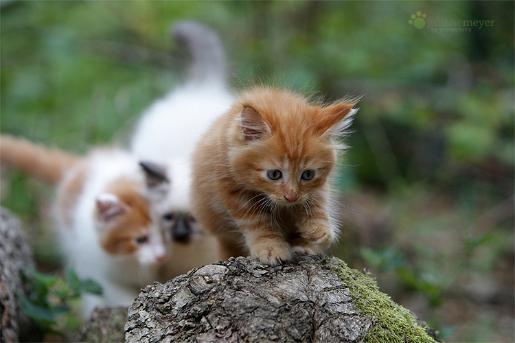 Einer ist immer der Mutigste :-) Foto & Bild | tiere, haustiere, katzen ...