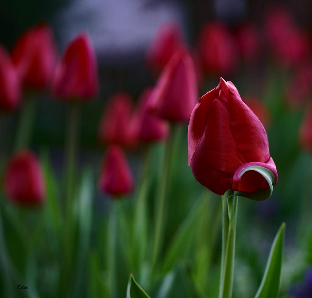 Einer tanzt immer aus der Reihe Foto & Bild | spezial, rot, tulpen Bilder auf fotocommunity