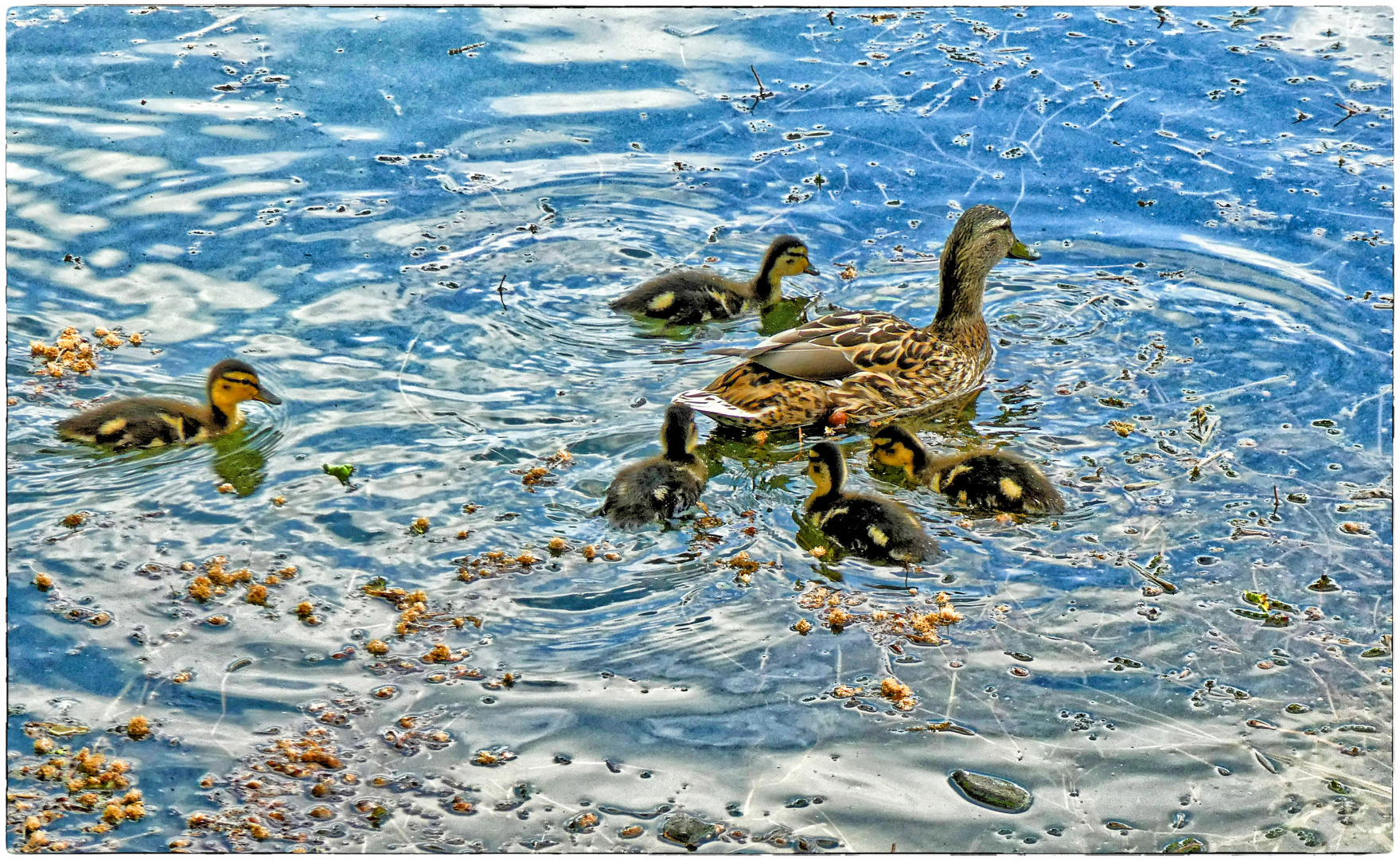 EINER TANZT IMMER AUS DER REIHE...... Foto & Bild | tiere, wildlife ...