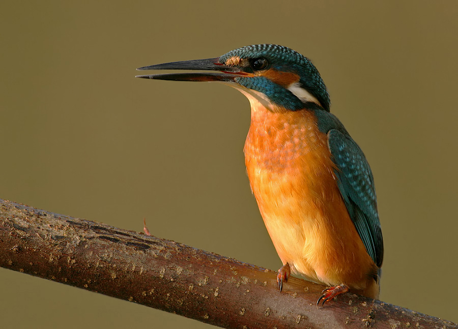 einer unserer schönsten Vögel Foto & Bild | tiere, wildlife, wild ...