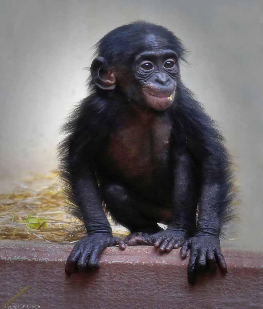 einer von den kleinen Bonobos...... Foto & Bild | tiere, tierkinder ...