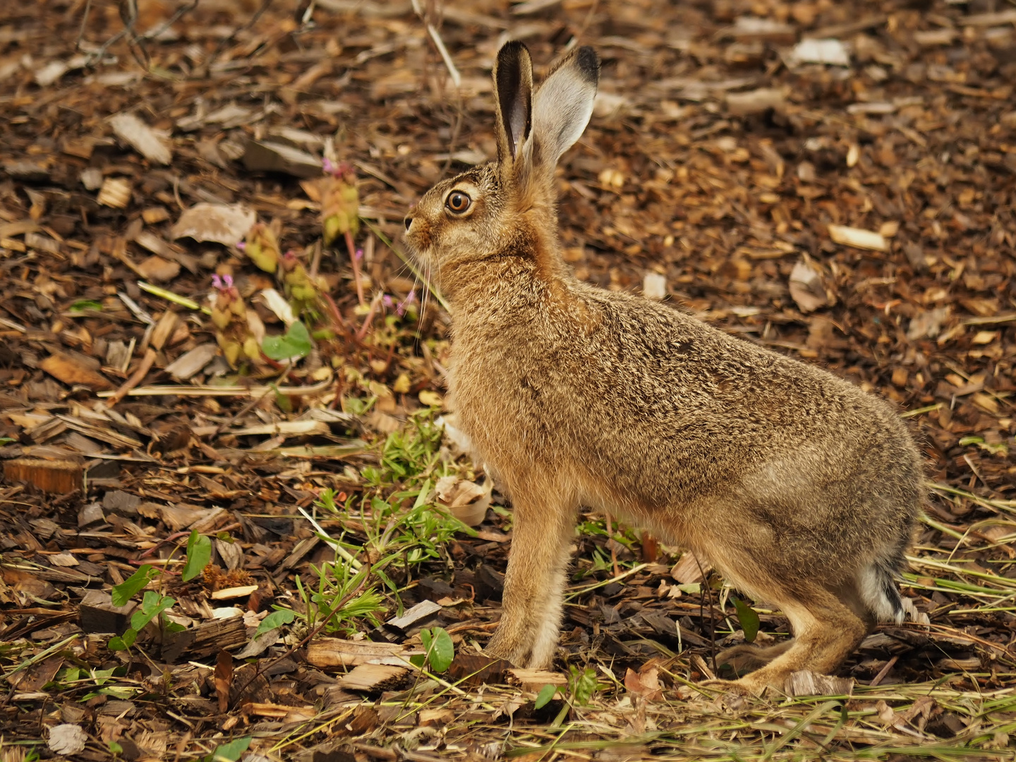 Einer von vielen..... Foto & Bild | hase, natur, tiere Bilder auf ...