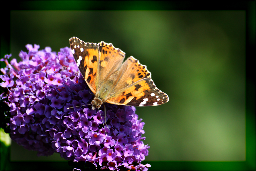 Einer von Vielen, Foto & Bild | tiere, wildlife, schmetterlinge Bilder ...