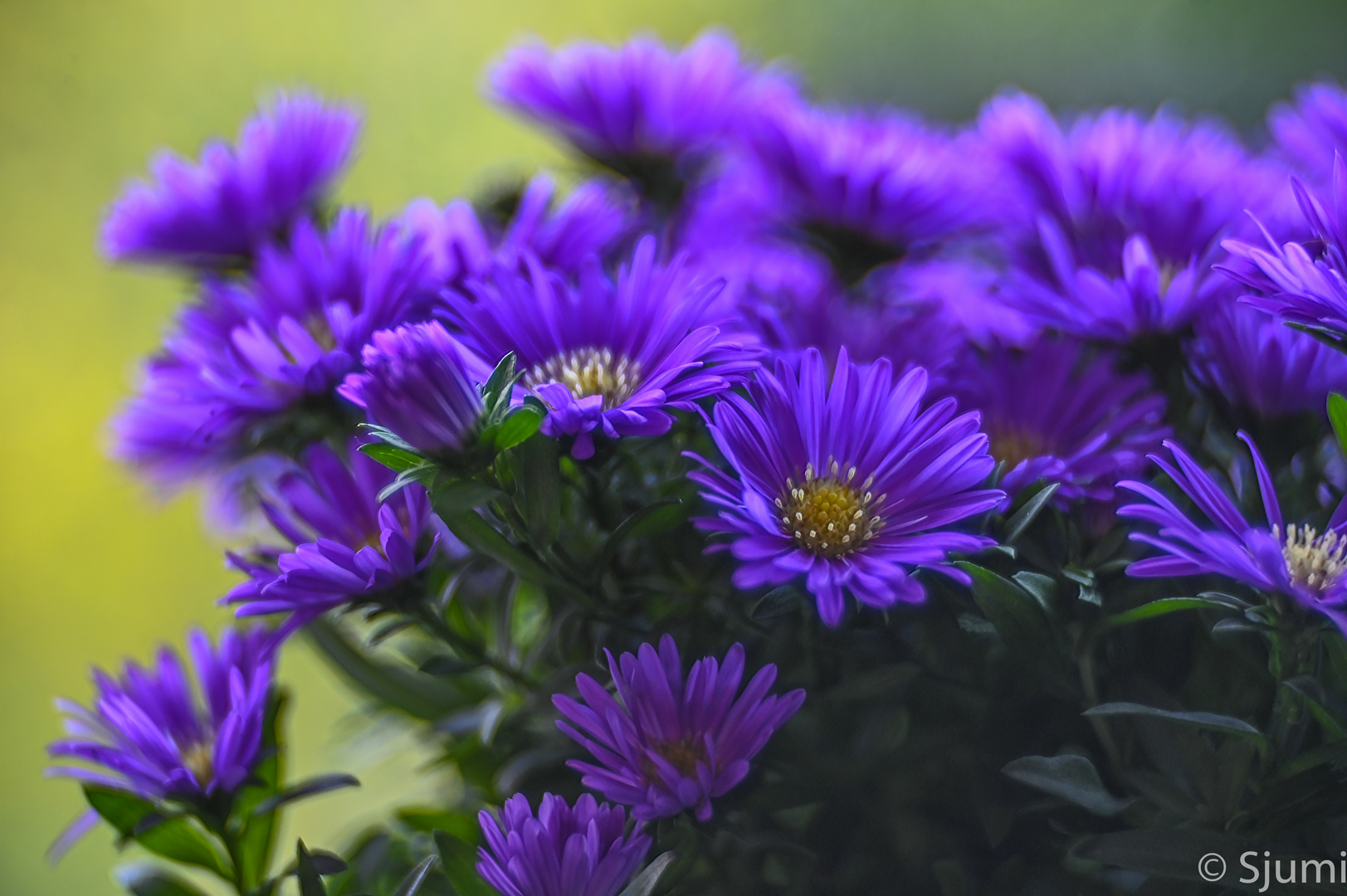 Einfach Astern Foto & Bild | makro, natur, herbst Bilder auf fotocommunity