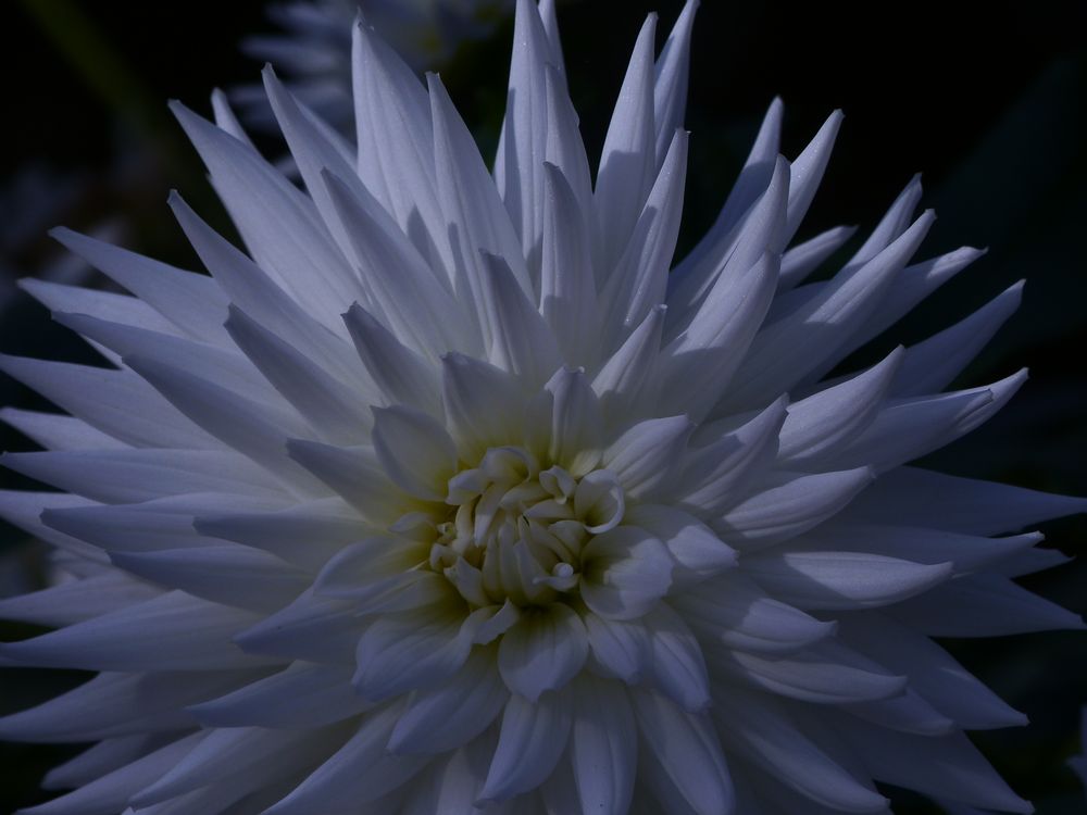 - Einfach - blumig - Foto & Bild | pflanzen, pilze & flechten, blüten ...