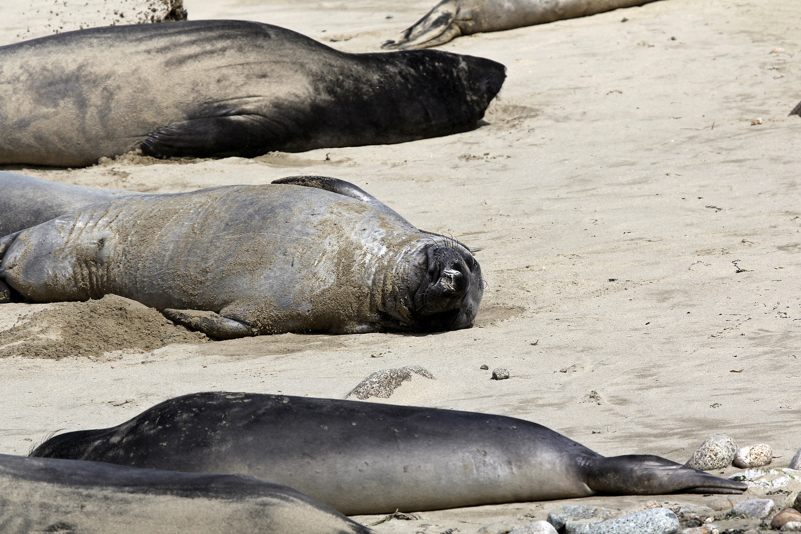 einfach chillen Foto & Bild | tiere, wildlife, säugetiere Bilder auf ...