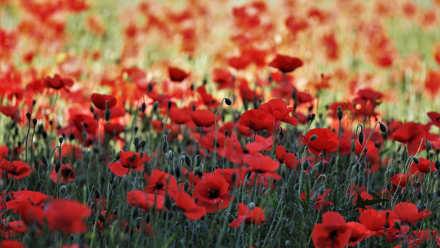 Einfach herrlich Foto & Bild | spezial, natur, mohn Bilder auf ...