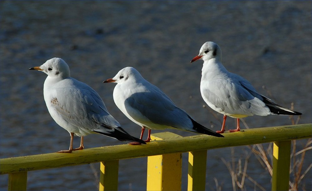 einfach herrlich diese Sonne ..." Foto & Bild | tiere, zoo, wildpark ...