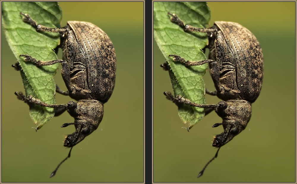 Einfach mal abhängen Foto & Bild | stereoskopische raumbilder, kreuzblick-stereos, spezial ...